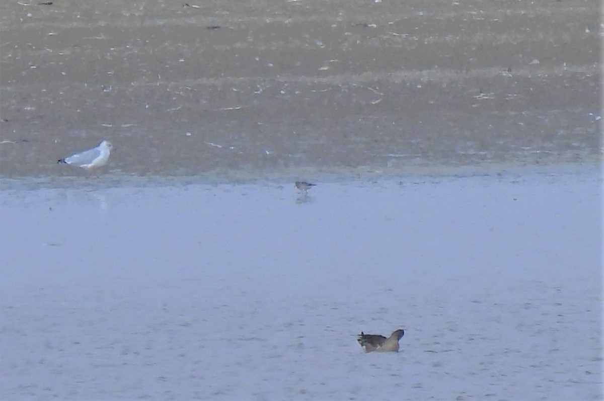 eBird Checklist - 7 Oct 2022 - Lake Henry - 36 species