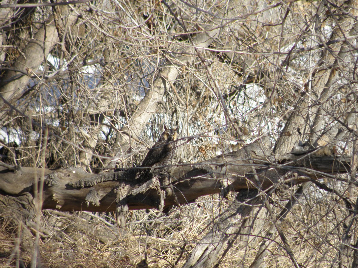 eBird Checklist - 11 Feb 2017 - Lethbridge--Popson Park - 5 species