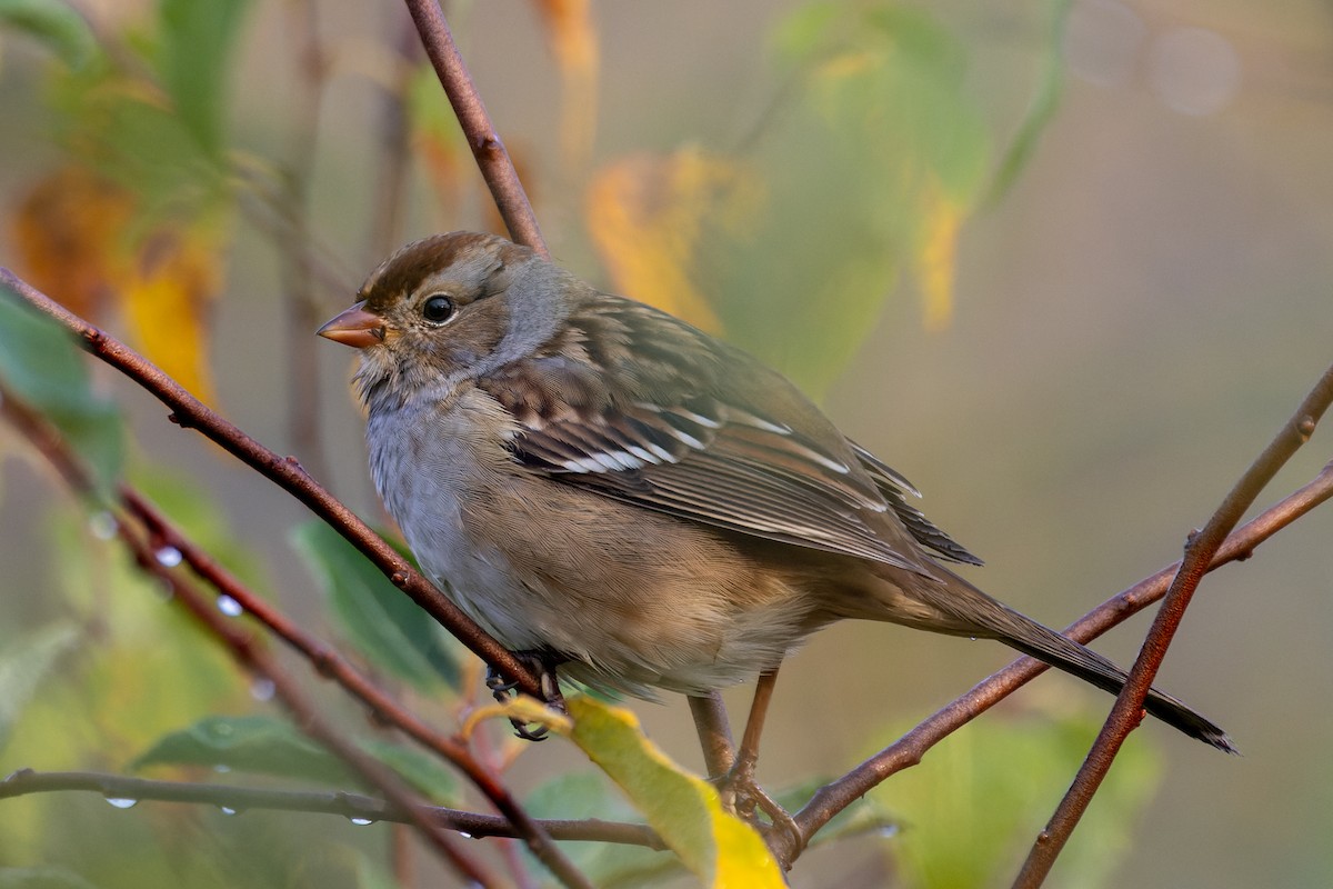 New York Breeding Bird Atlas Checklist - 7 Oct 2022 - Hurleyville Swamp ...
