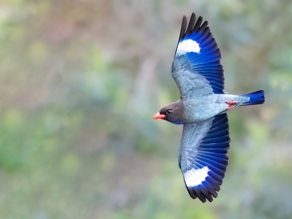 ML491411551 - Dollarbird - Macaulay Library