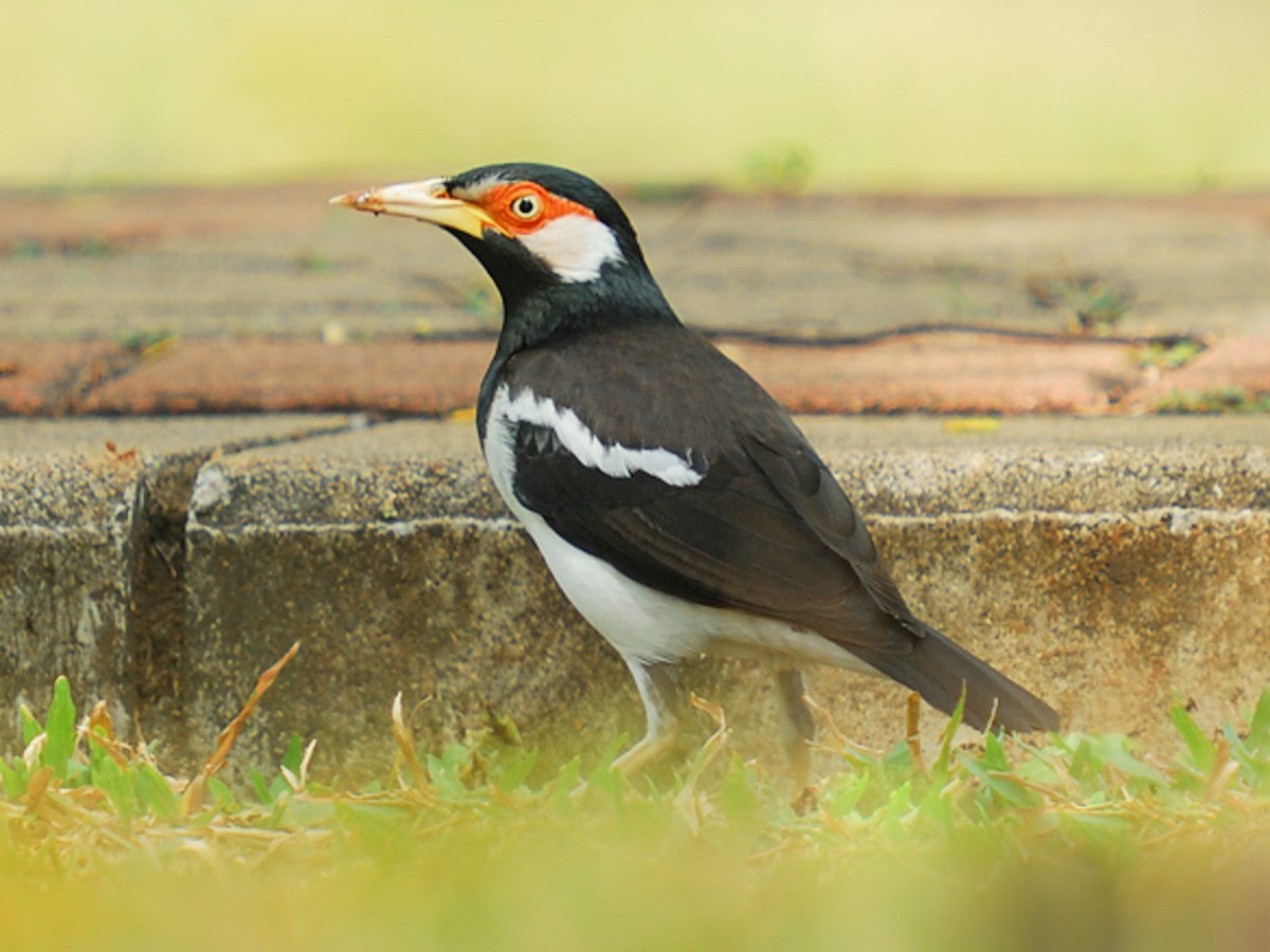 Javan Pied Starling - Gracupica jalla - Birds of the World