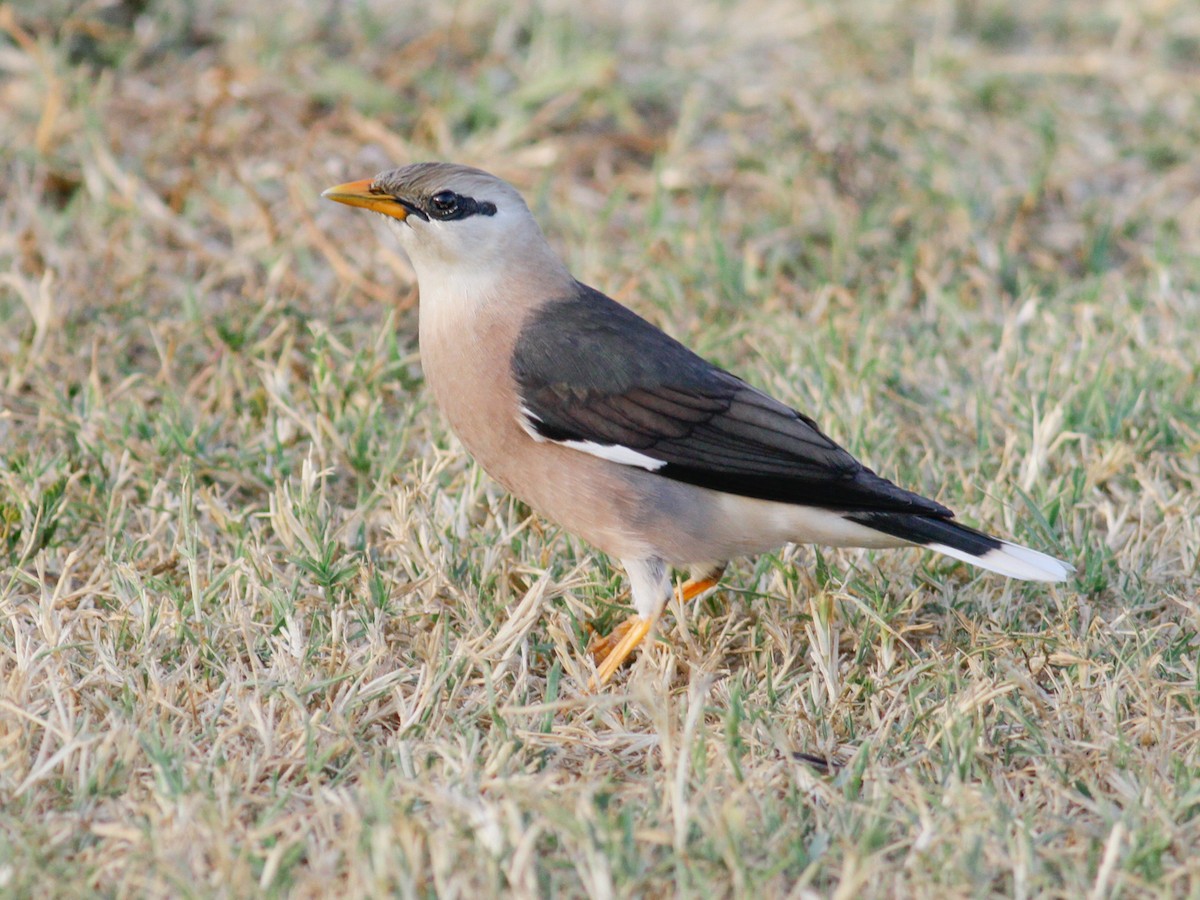 Vinous-breasted Myna - Acridotheres leucocephalus - Birds of the World