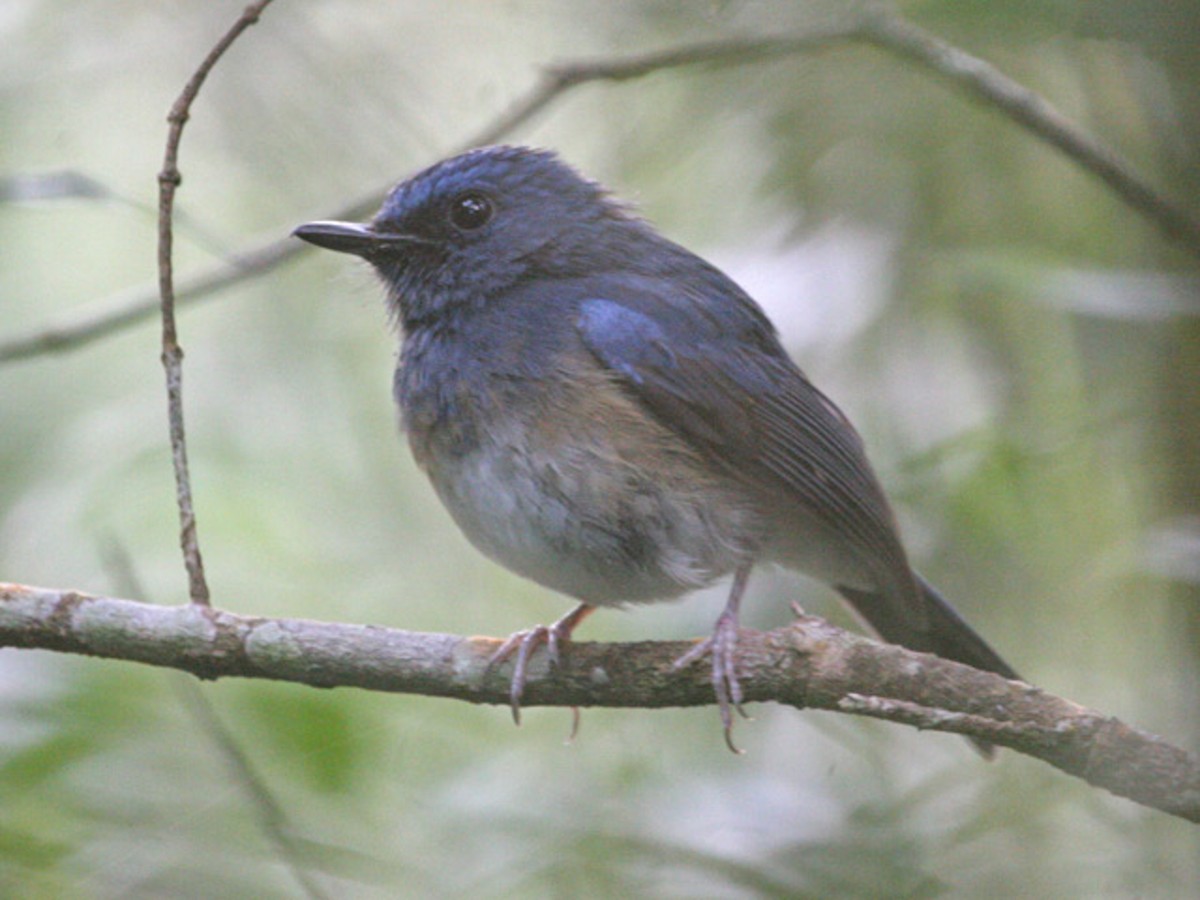 Blue-breasted Blue Flycatcher - Cyornis herioti - Birds of the World