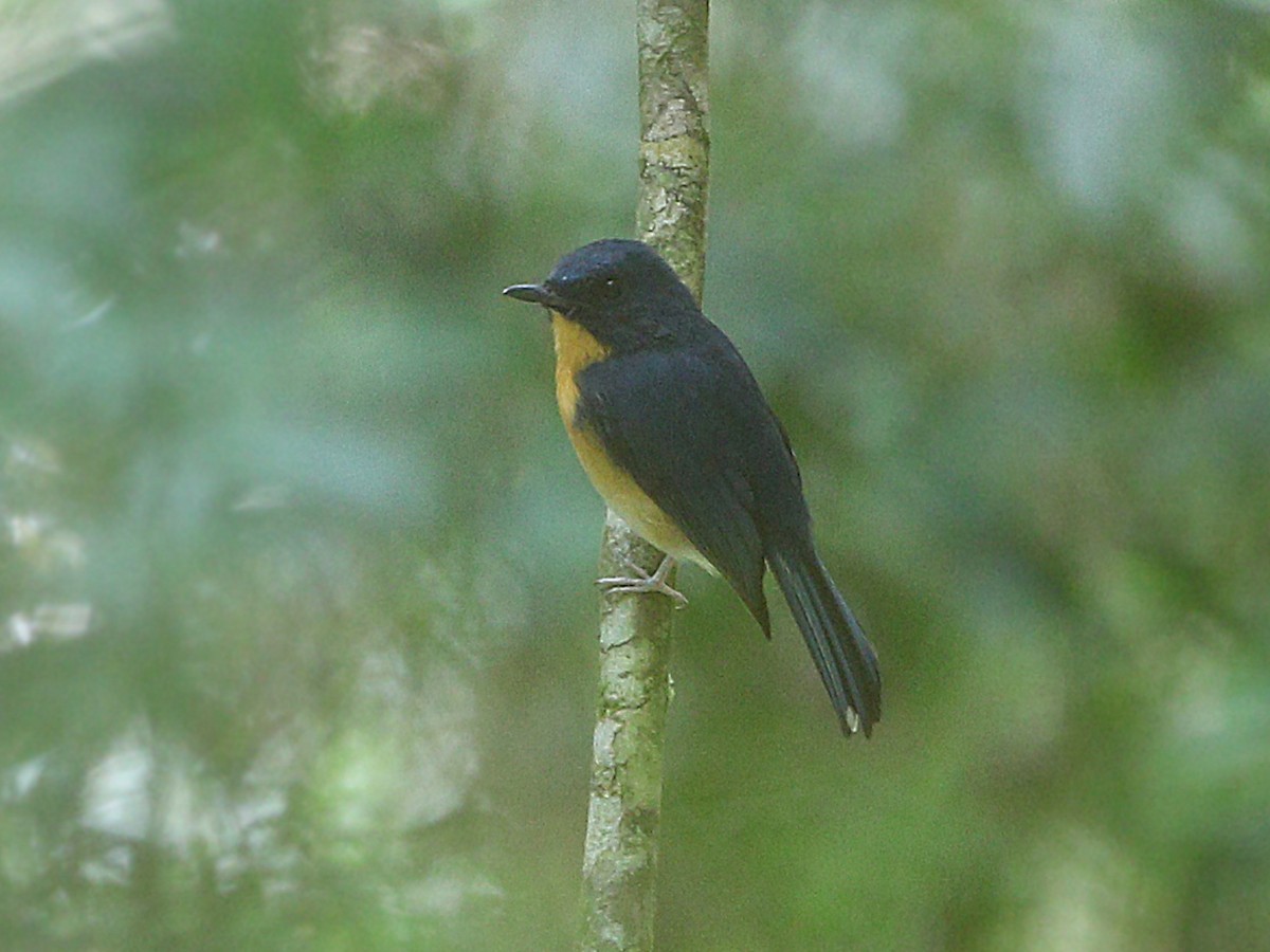 Meratus Blue Flycatcher - Cyornis kadayangensis - Birds of the World