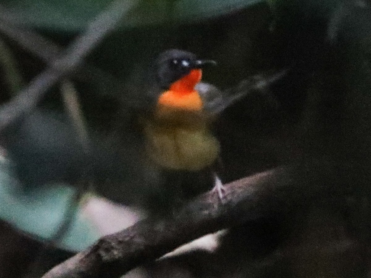 Olive-backed Forest Robin - Stiphrornis pyrrholaemus - Birds of the World