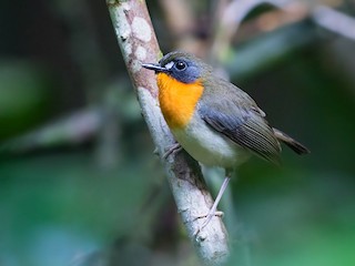 Orange-breasted Forest Robin - Stiphrornis erythrothorax - Birds of the ...