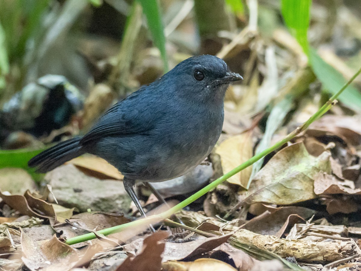 Javan Shortwing - Brachypteryx montana - Birds of the World