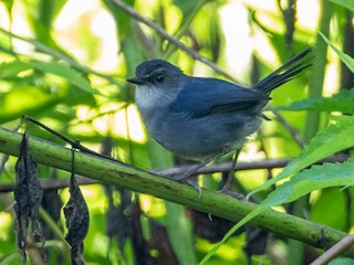 Flores Shortwing - Brachypteryx floris - Birds of the World