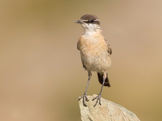Buff-breasted Wheatear - Oenanthe bottae - Birds of the World