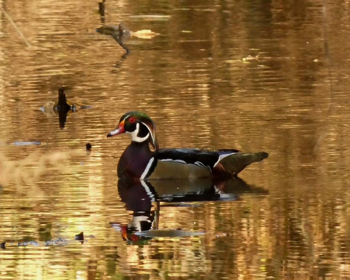 eBird Checklist - 8 Oct 2022 - Boughton Farm, Akron, Ohio, US (41.1 ...