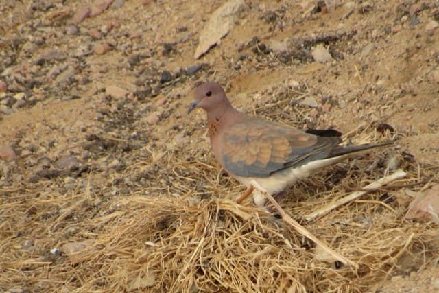 eBird Portugal Checklist - 22 Feb 2017 - Ras Ghareb sewage ditch - 18 ...