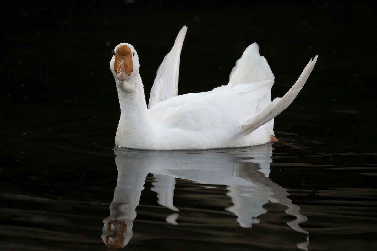 eBird Checklist - 8 Oct 2022 - Virginia Tech--Duck Pond - 11 species ...