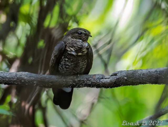 Picture Of Nighthawk Tail