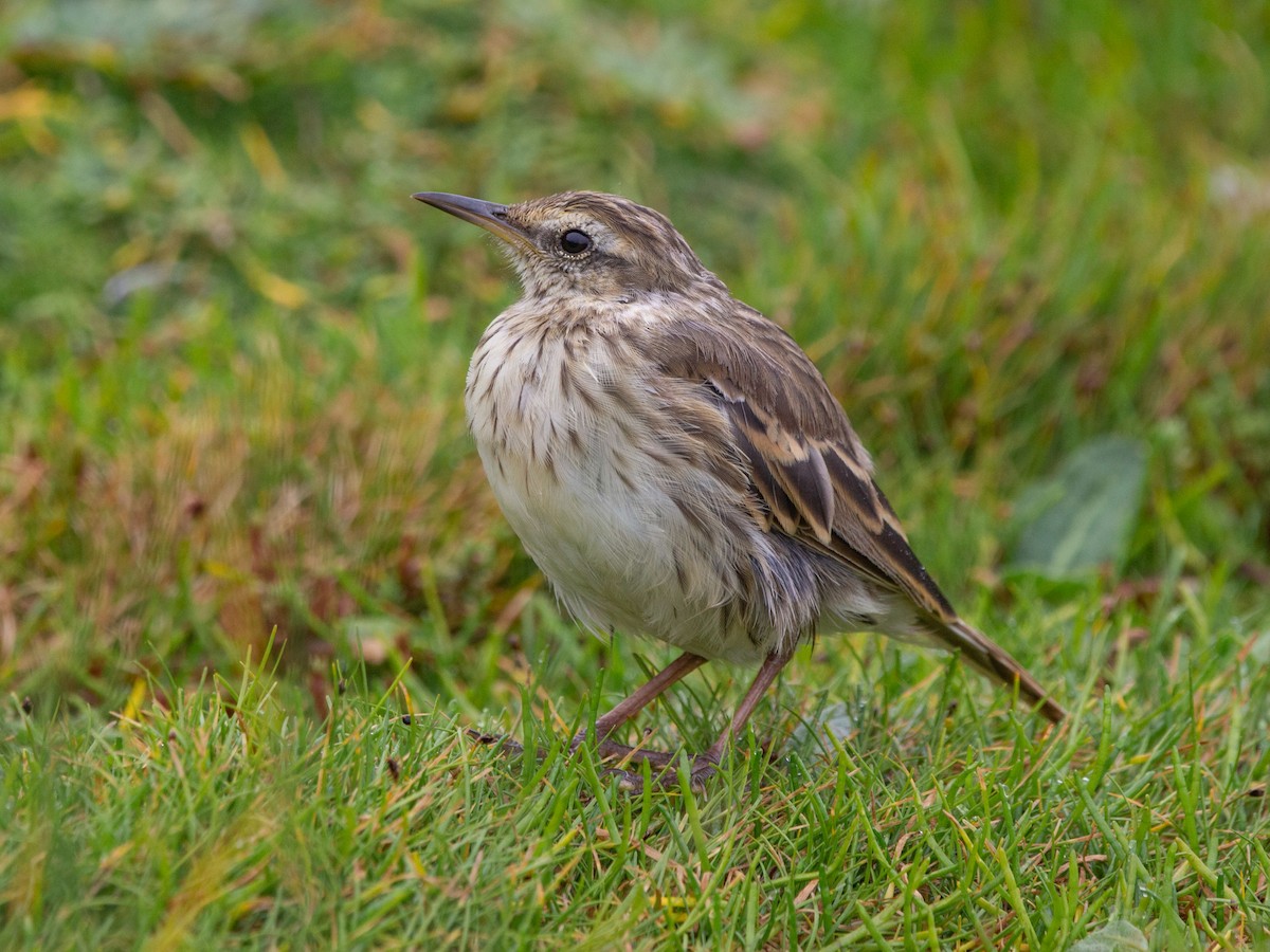 New Zealand Pipit - Anthus novaeseelandiae - Birds of the World