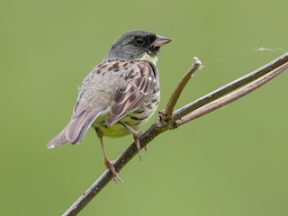 Masked Bunting - Emberiza personata - Birds of the World