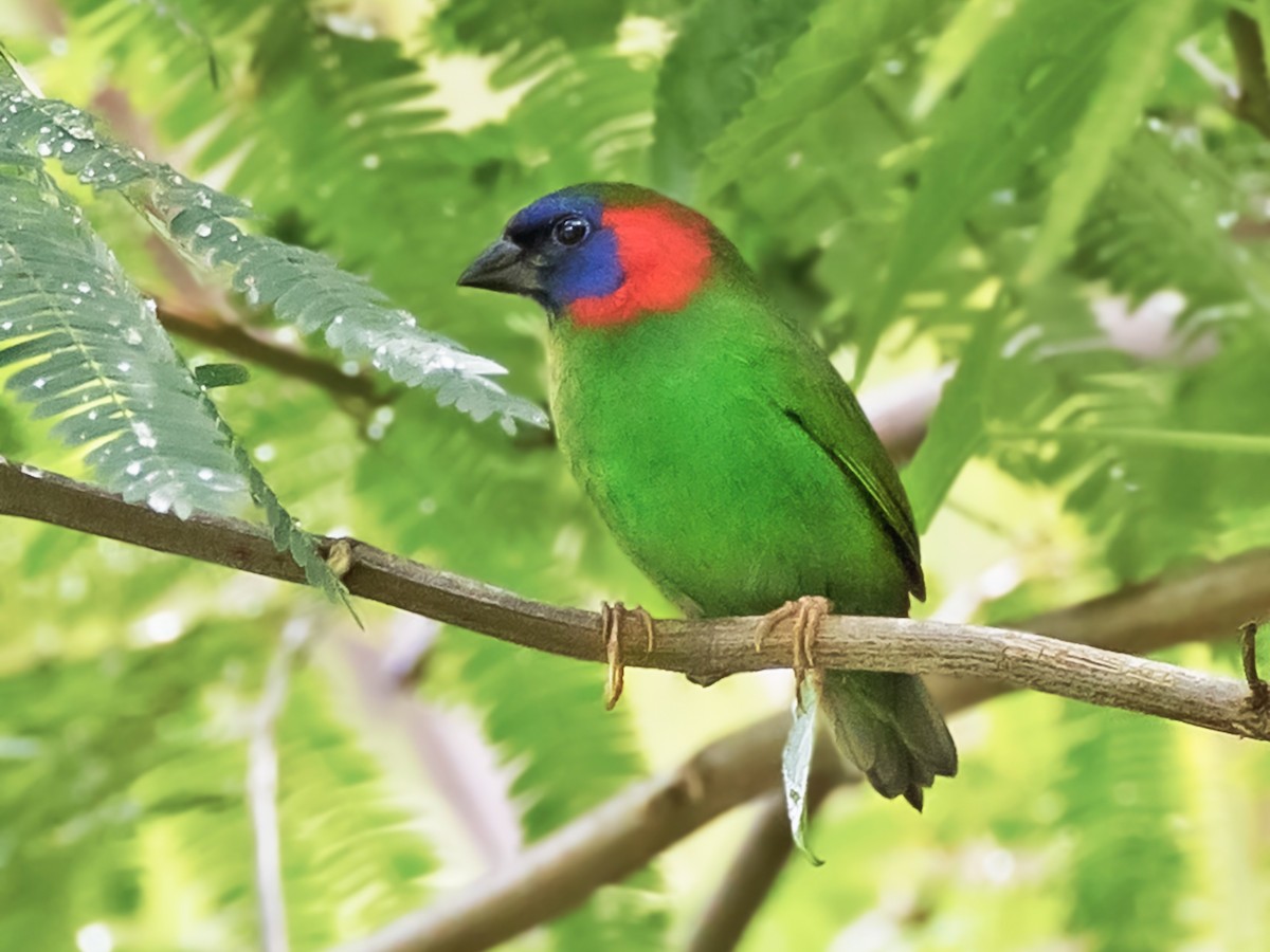 Red-eared Parrotfinch - Erythrura coloria - Birds of the World