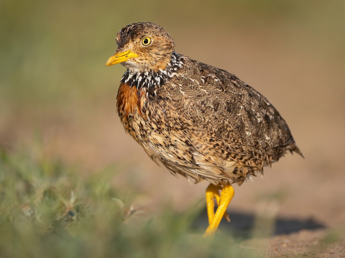 Plains-wanderer - Pedionomus torquatus - Birds of the World