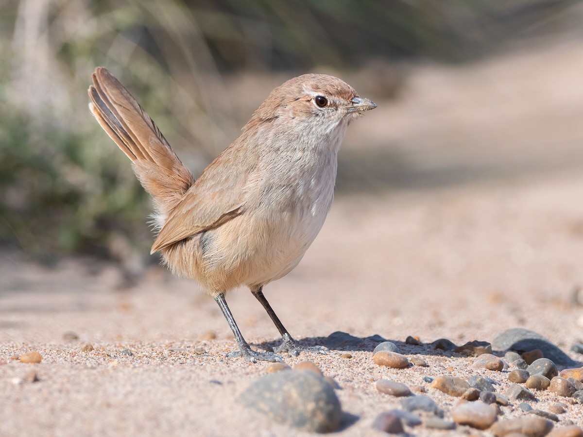 Sandy Gallito - Teledromas fuscus - Birds of the World