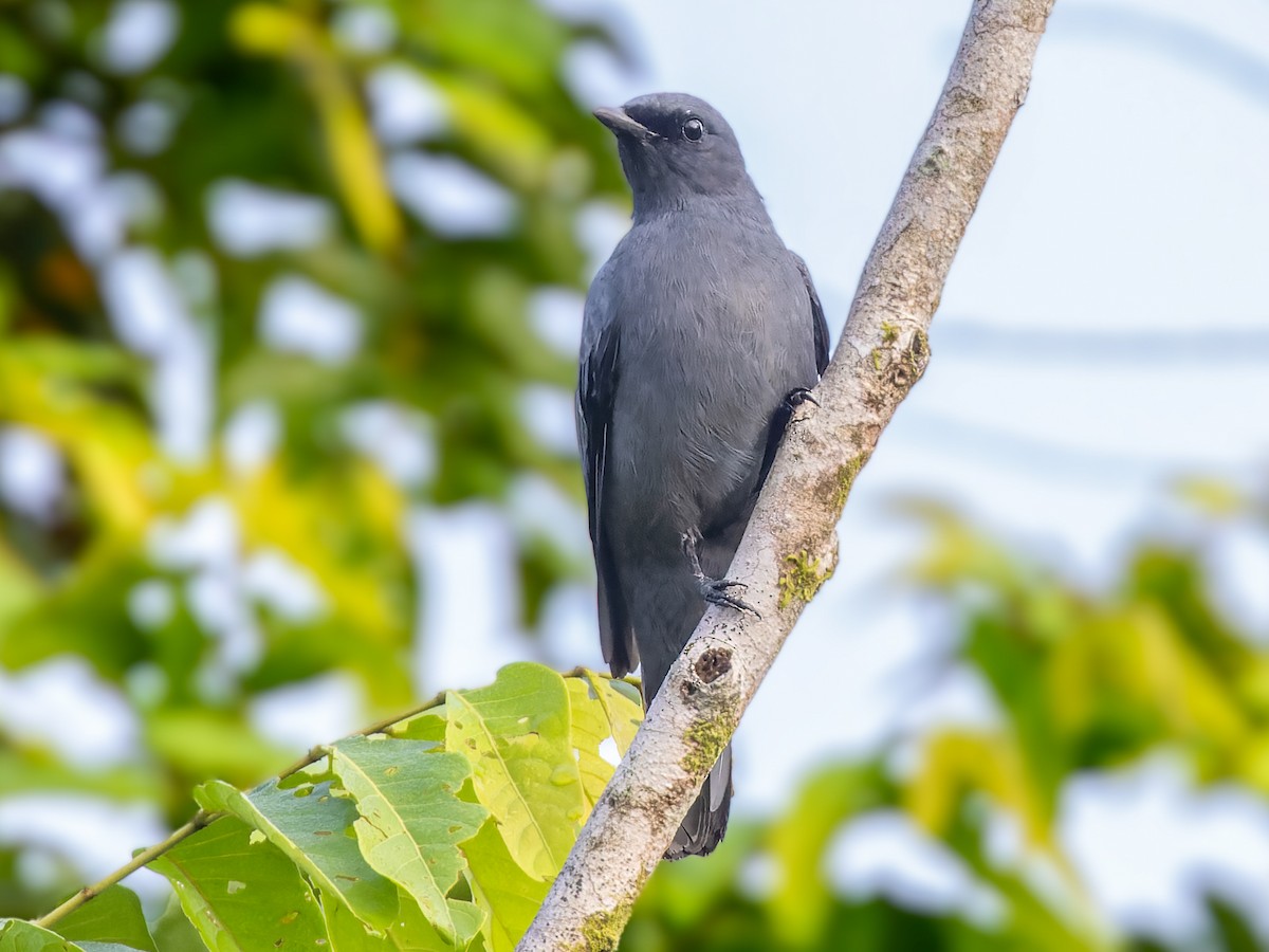 Gray-headed Cicadabird - Edolisoma schisticeps - Birds of the World