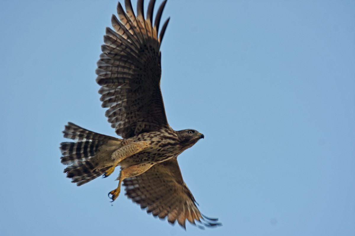 eBird Checklist - 8 Oct 2022 - Paynes Prairie Preserve SP--Bolen Bluff ...