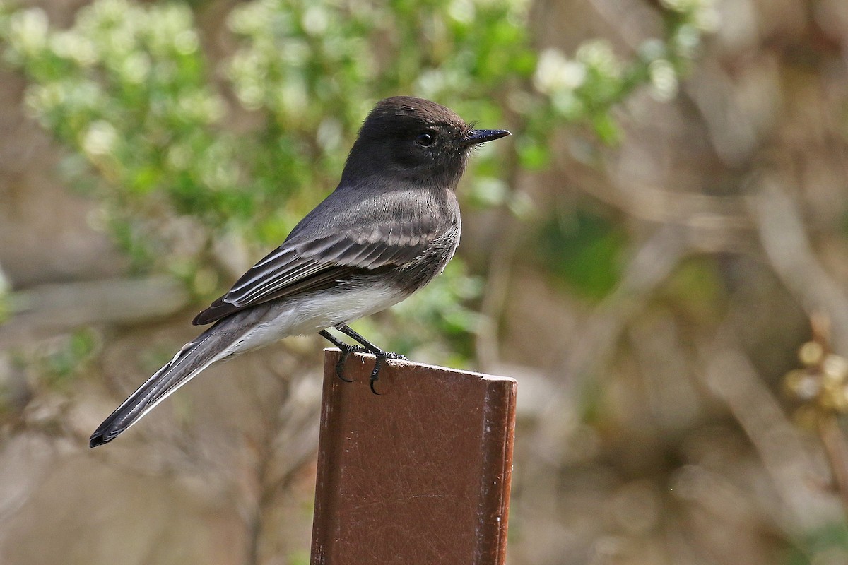 eBird Checklist - 8 Oct 2022 - Hatton Canyon and/or Barnyard willows ...
