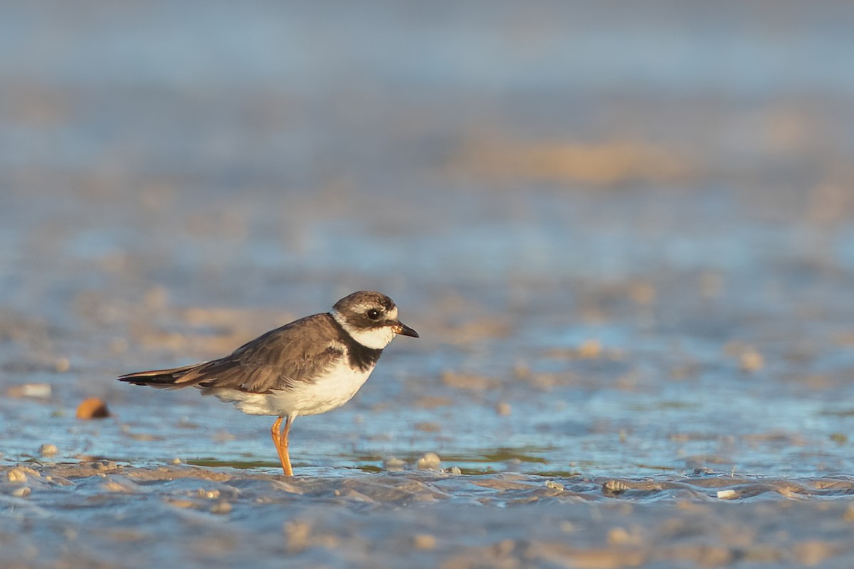 eBird Checklist - 8 Oct 2022 - Broome Bird Observatory Beach - 17 species