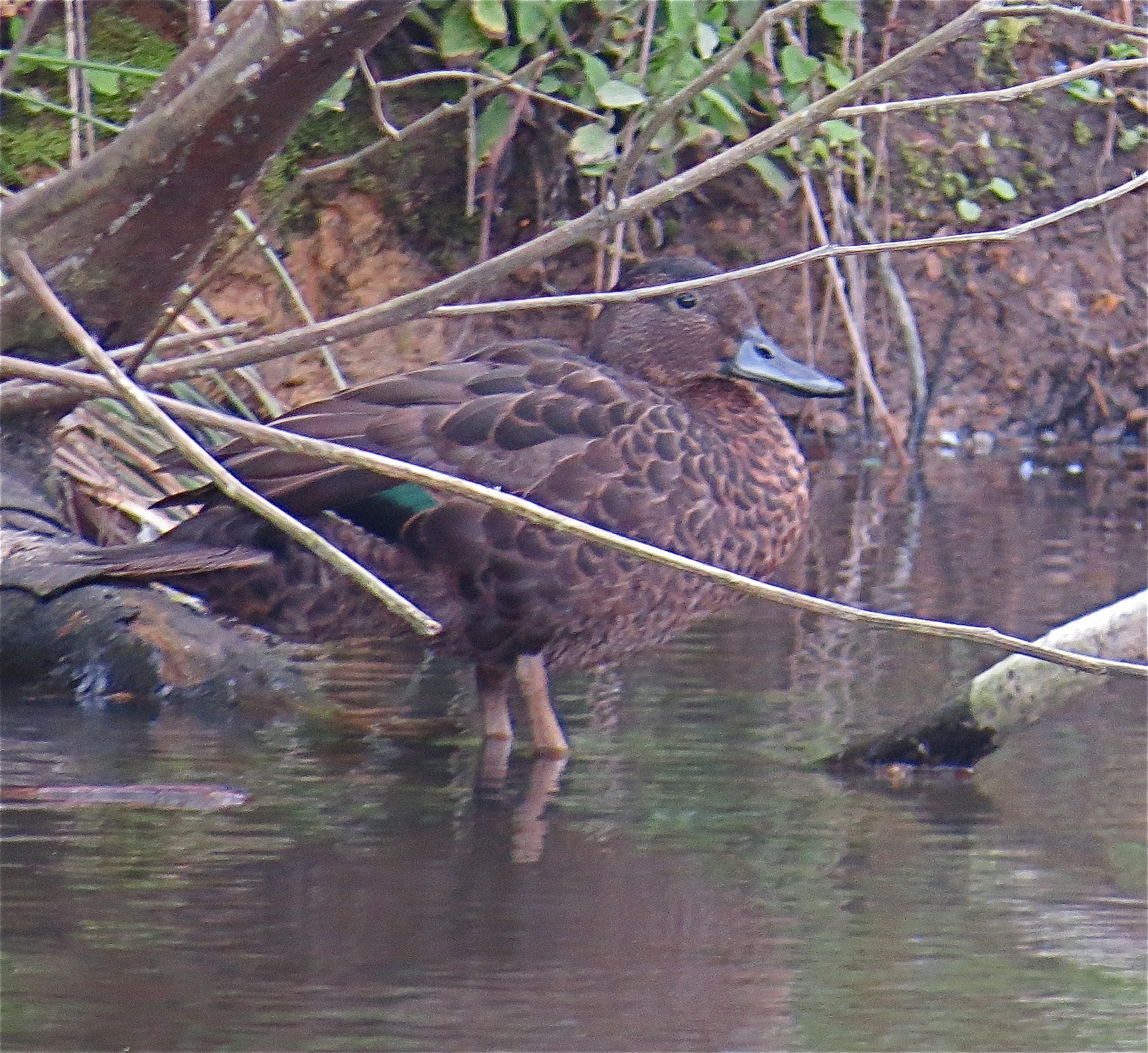 Mallard x Brown Teal (hybrid) - eBird