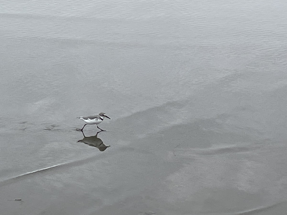 New Zealand Bird Atlas Checklist - 9 Oct 2022 - Foxton Beach--Manawatu ...