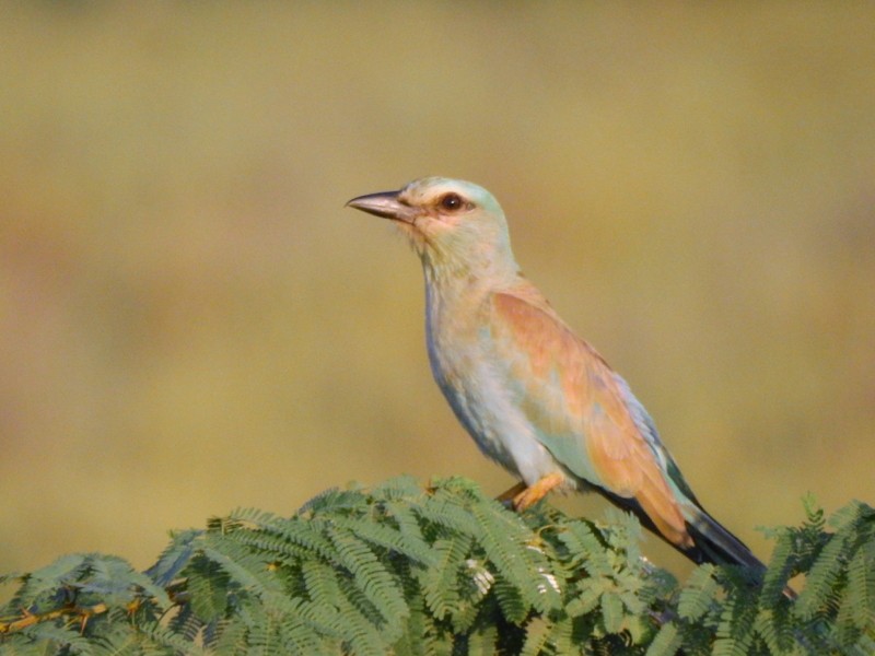 eBird India Checklist - 30 Sep 2022 - Epicenter Homestay, Lodai ...