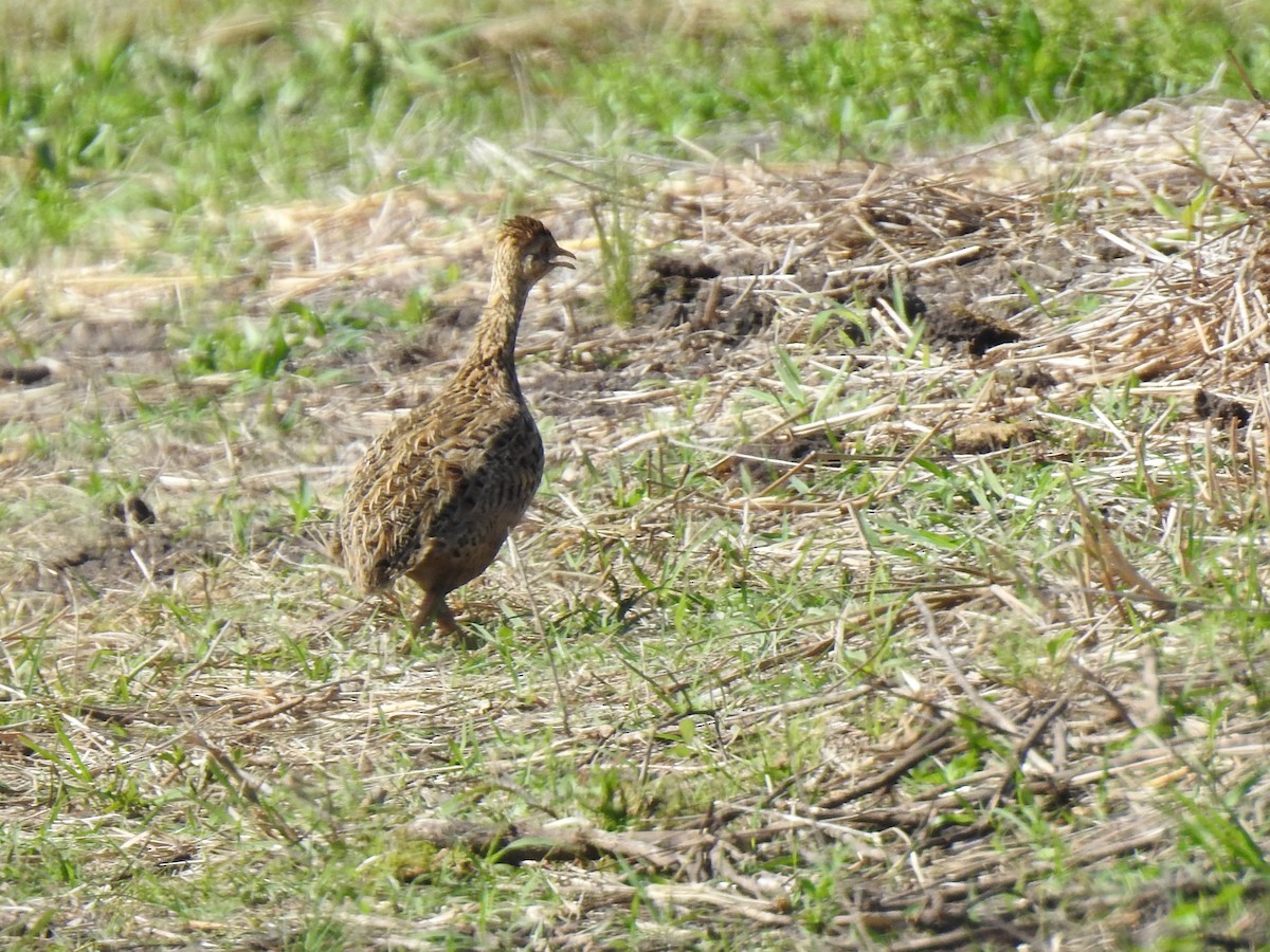 eBird Uruguay Checklist - 7 Oct 2022 - NE Espinillar - 100 species (+2 ...