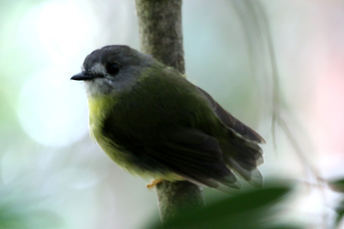 eBird Checklist - 19 Feb 2017 - D'Aguilar National Park--Maiala Loop ...