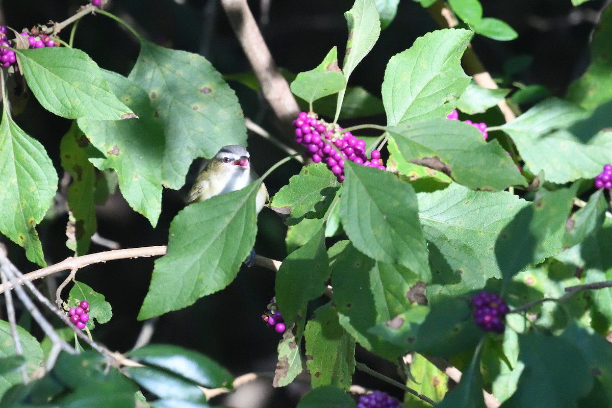 eBird Checklist - 9 Oct 2022 - GTM NERR--Sensory Trail - 14 species