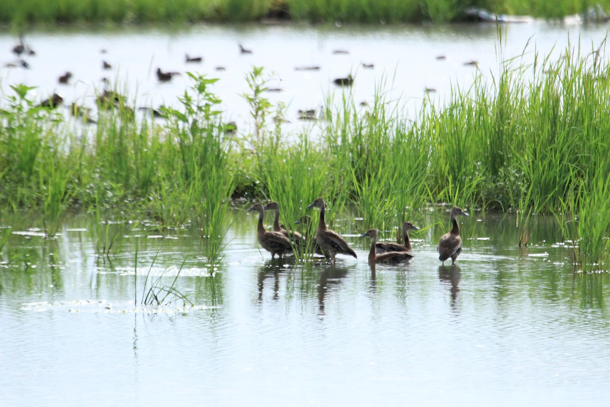 eBird Checklist - 8 Oct 2022 - PN Palo Verde (área general) - 97 ...