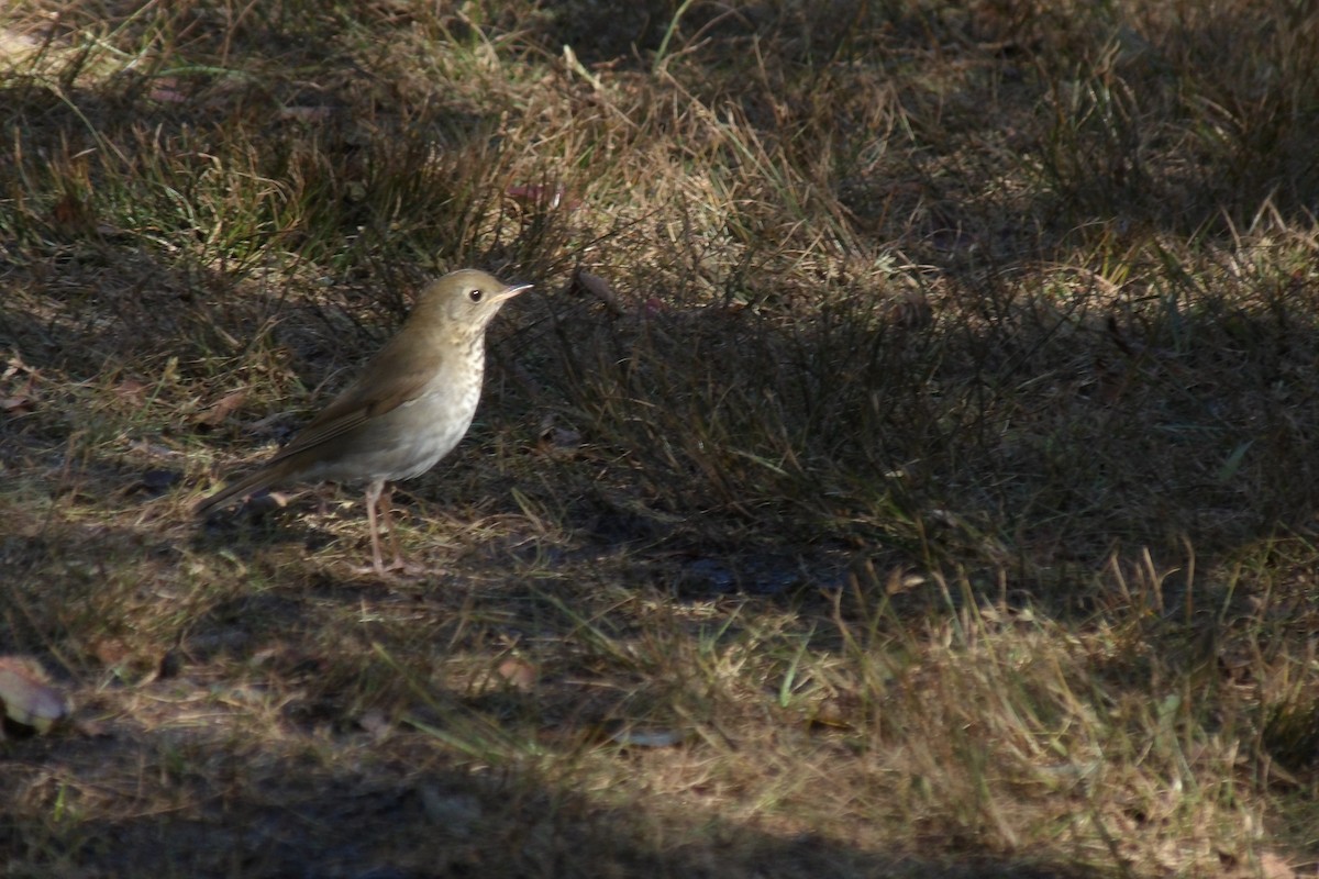 eBird Checklist - 9 Oct 2022 - Island Beach SP (please consider using ...