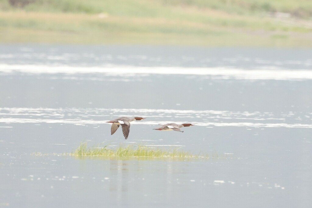 eBird Checklist - 13 Jul 2022 - Katmai NP--Hallo Bay - 5 species
