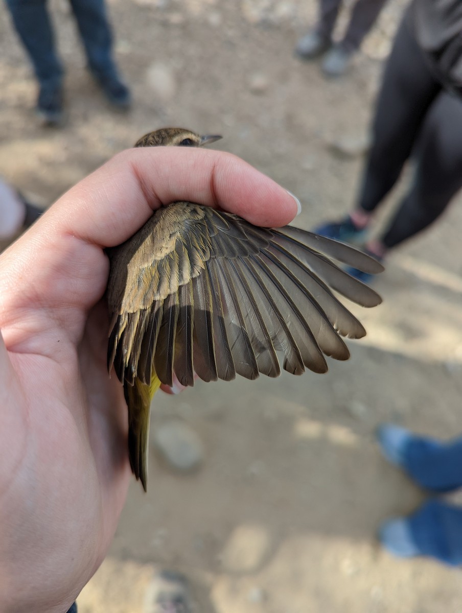 eBird Checklist - 8 Oct 2022 - Intermountain Bird Observatory Diane ...