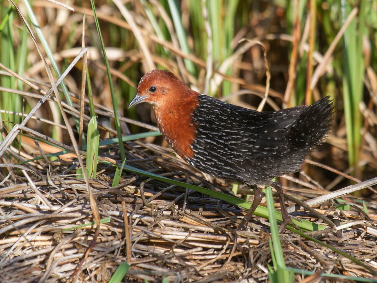 Red-chested Flufftail - Sarothrura rufa - Birds of the World