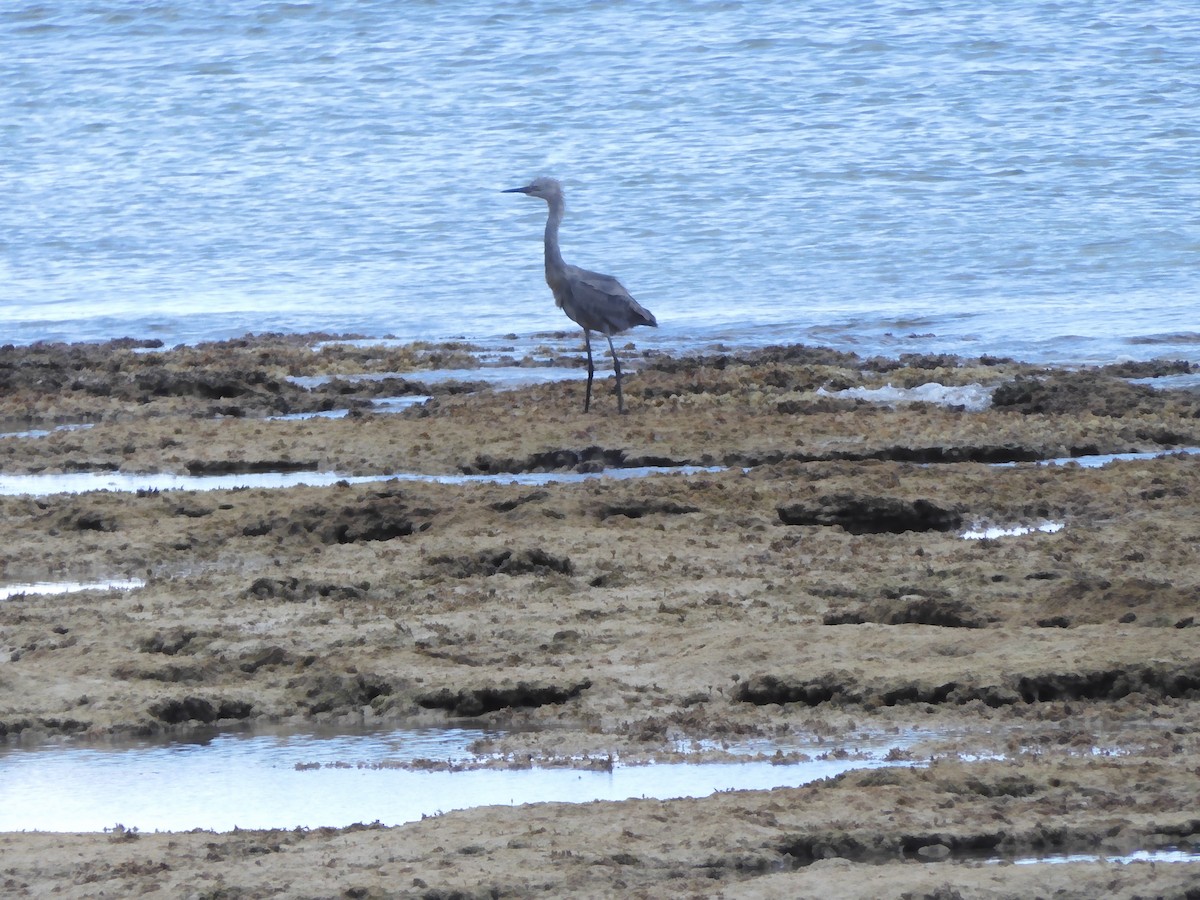 eBird Caribbean Checklist - 8 Oct 2022 - Hunter's, Grand Bahama - 6 species