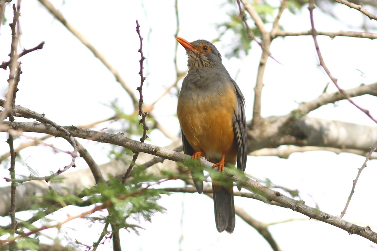 African Bare-eyed Thrush - Turdus tephronotus - Birds of the World