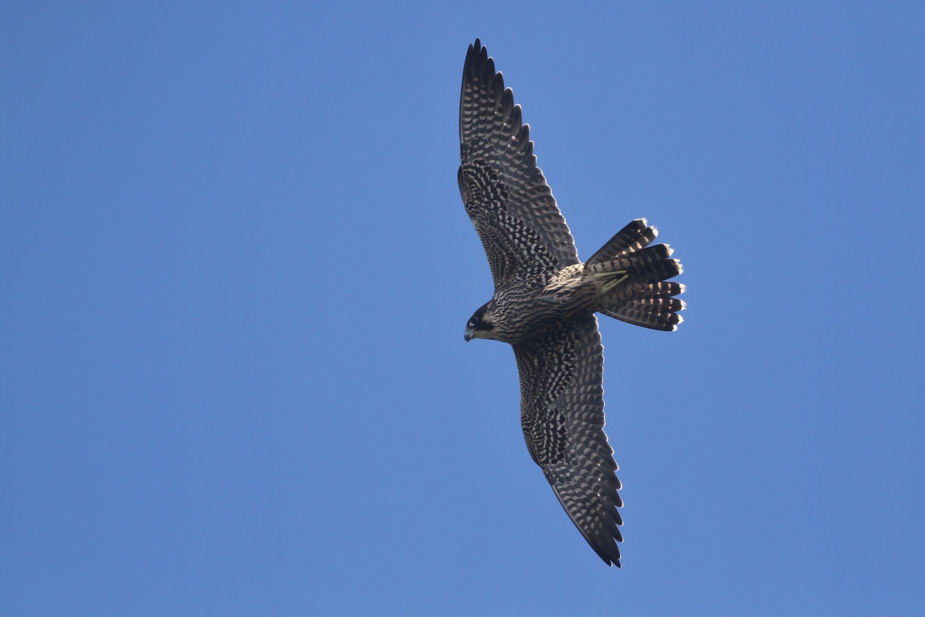 Sivi soko (pealei) - eBird