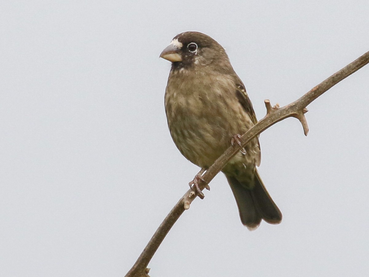 Thick-billed Seedeater - Crithagra burtoni - Birds of the World