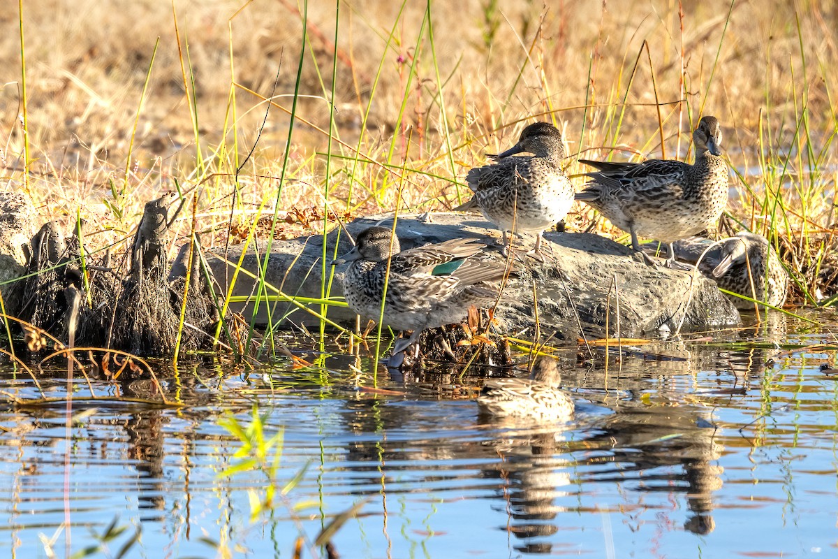 eBird Checklist - 9 Oct 2022 - Daniel Webster Wildlife Sanctuary (Mass ...