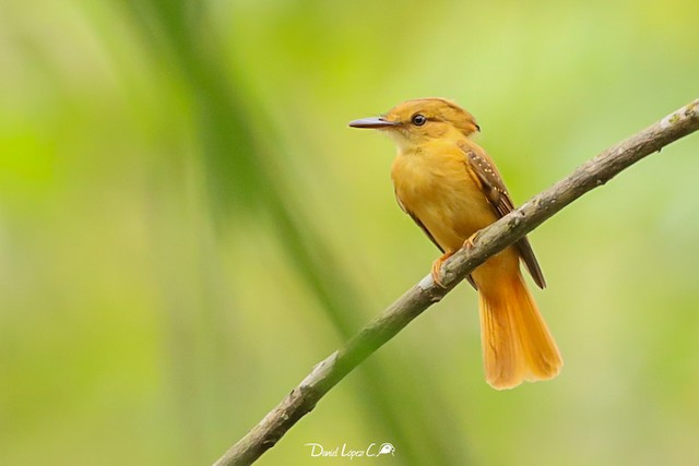 Baby Royal Flycatchers Photos Tropical Royal Flycatcher