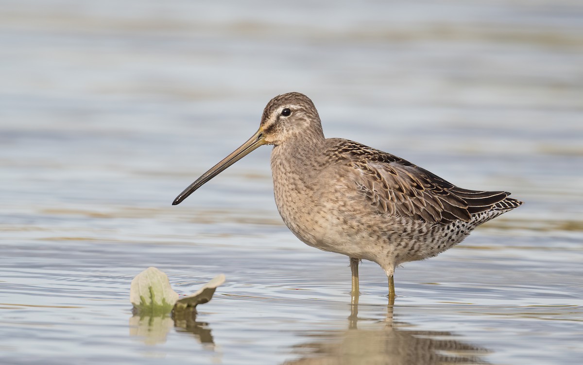 eBird Checklist - 8 Oct 2022 - Parc Le Jardin des Souches - 17 species