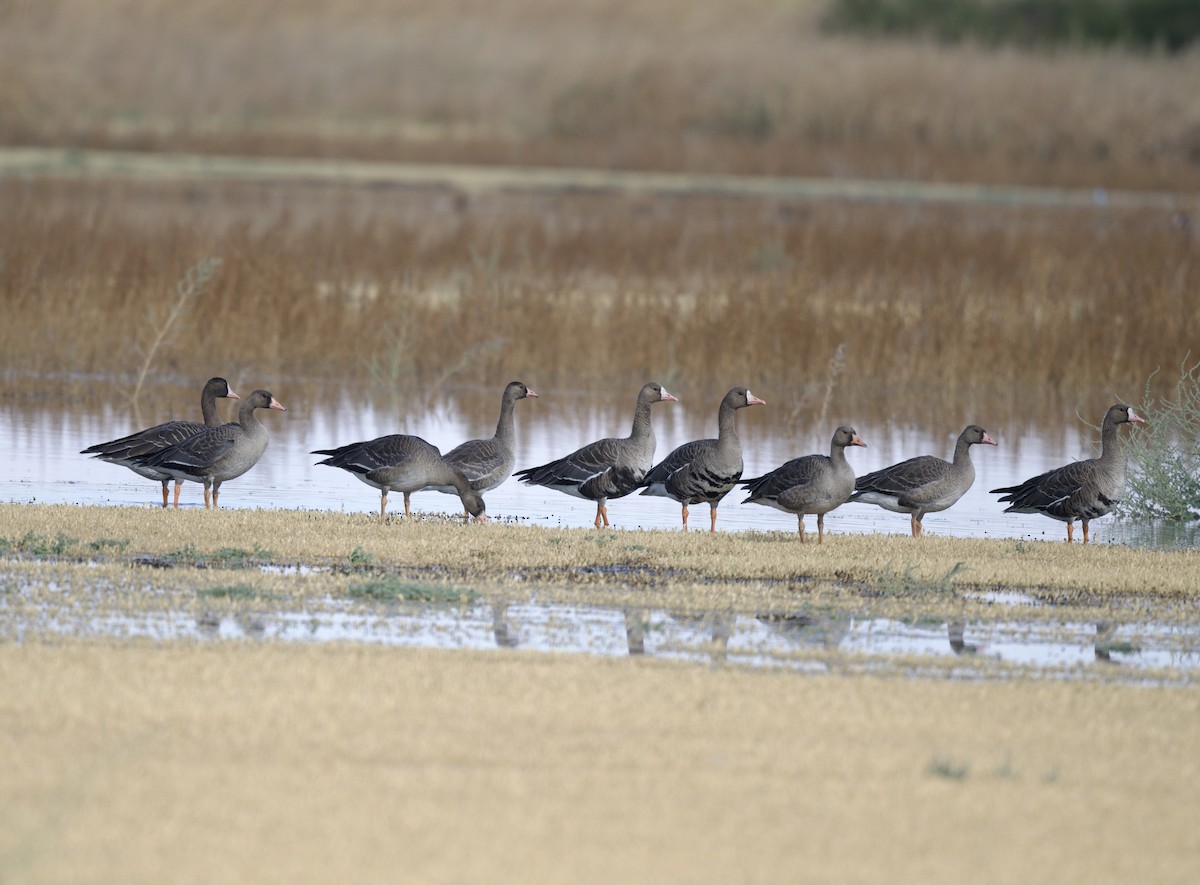 eBird Checklist - 10 Oct 2022 - Piute Ponds (permit required) - 56 species