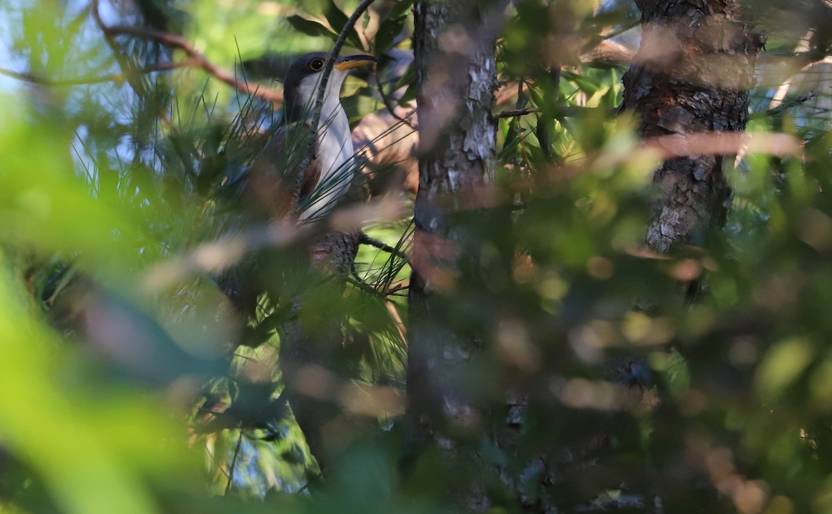 eBird Checklist - 7 Oct 2022 - **Back Bay NWR - 33 species (+2 other taxa)