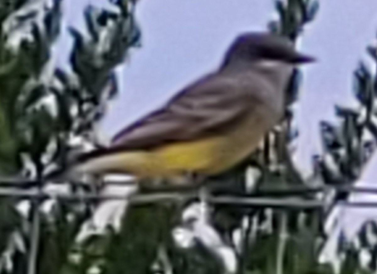 eBird Checklist - 10 Oct 2022 - 13.5 mi N of Brackettville on FM 674 ...