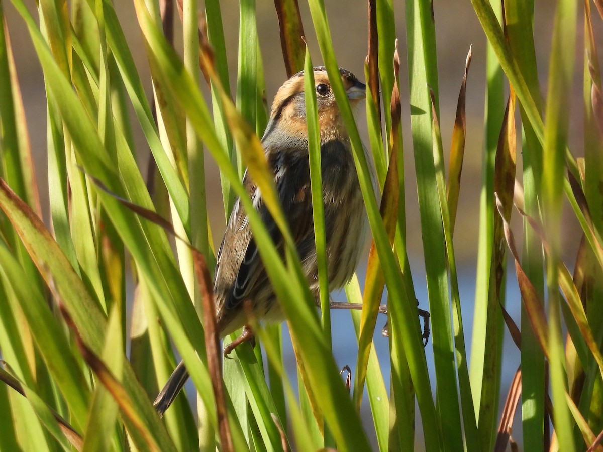 eBird Checklist - 10 Oct 2022 - Keith McLean CA - 39 species