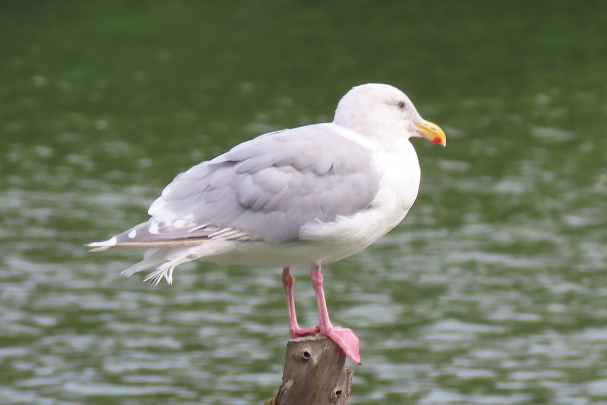 eBird Checklist - 10 Oct 2022 - Strawberry Hill/Stow Lake - 34 species ...