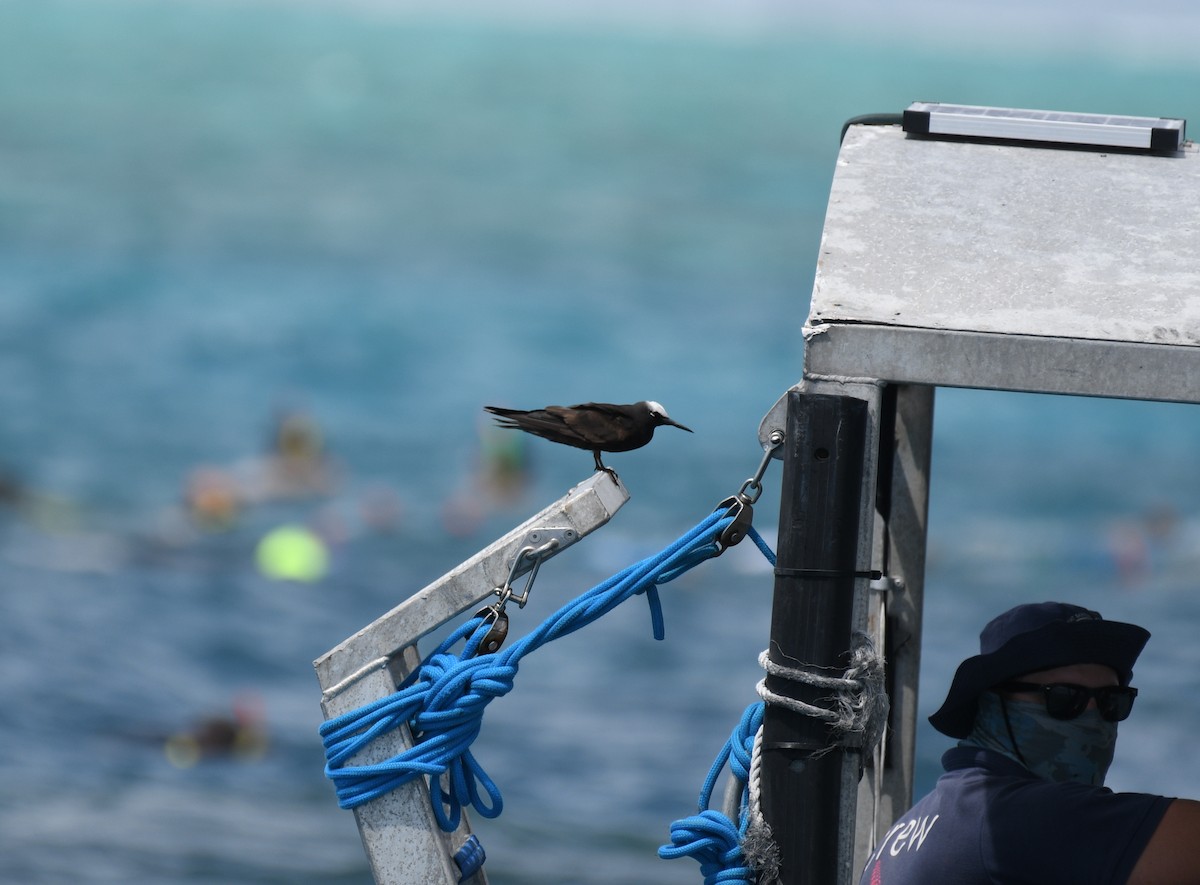 eBird Australia Checklist - 11 Oct 2022 - Hastings Reef - 3 species
